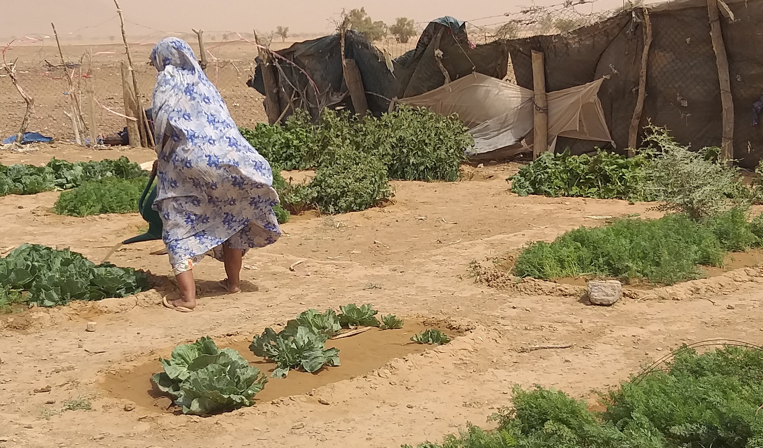 What are LLH? - Livelihoods Centre