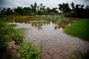 Programme guidance detail - Livelihoods Centre